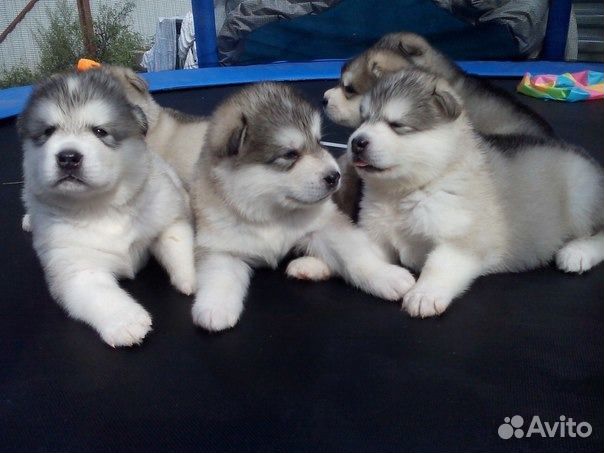 "Северные Мишки"