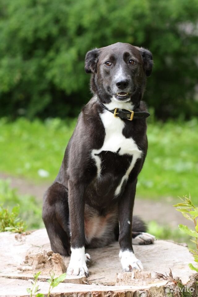 Настоящая собака в хорошие добрые руки