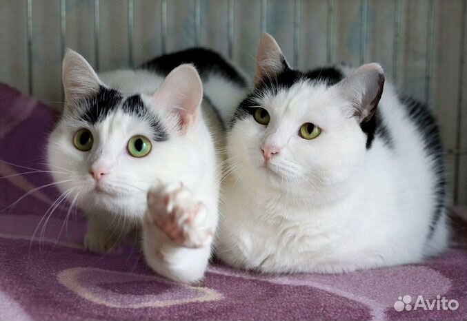 Кошечки из приюта ищут дом