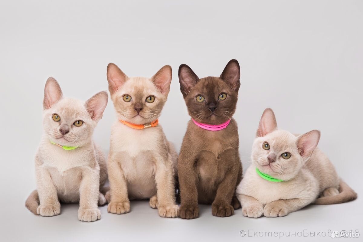 Букет бурмят