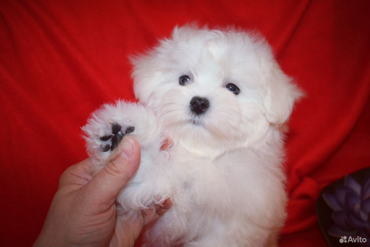 Очаровашка мальчик мальтезе 4 мес