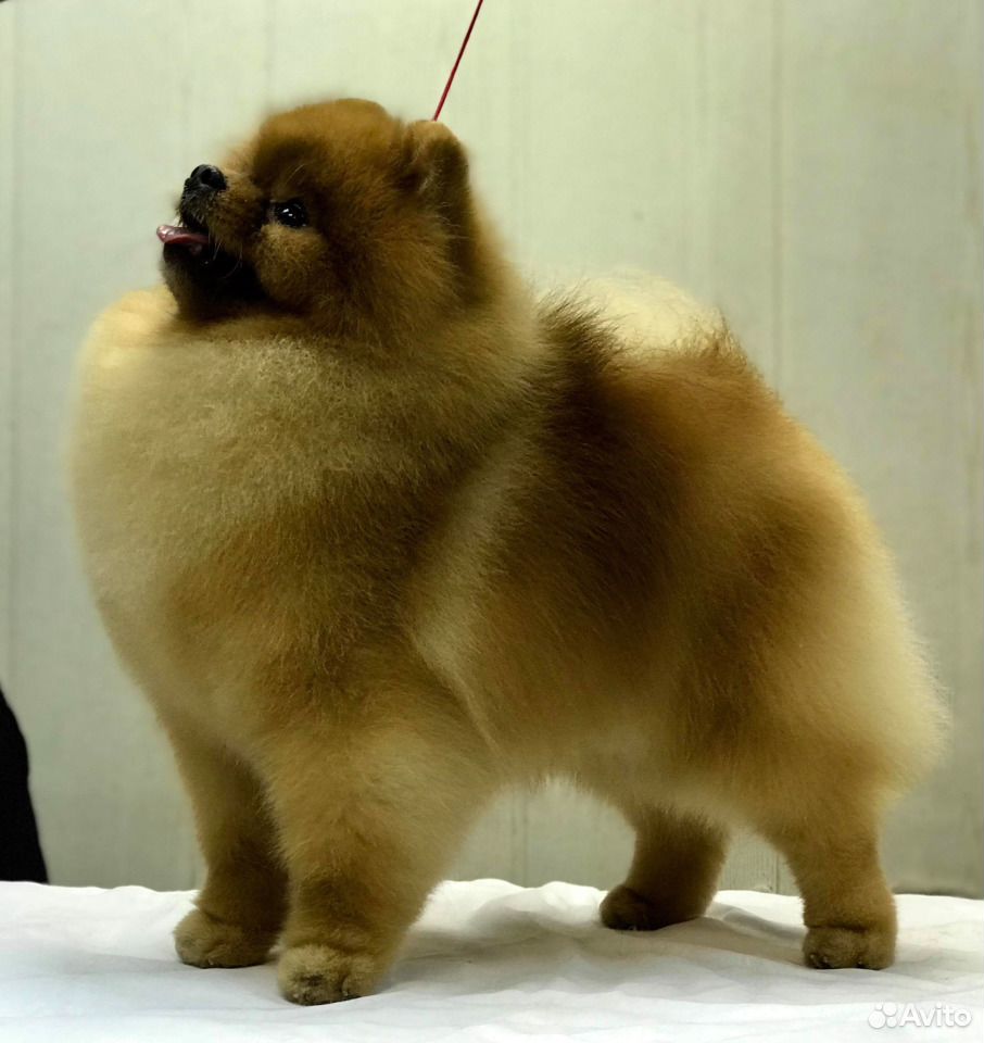 Славные маленькие "ждуны"