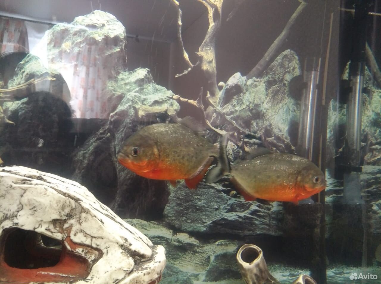 Пираньи наттерара