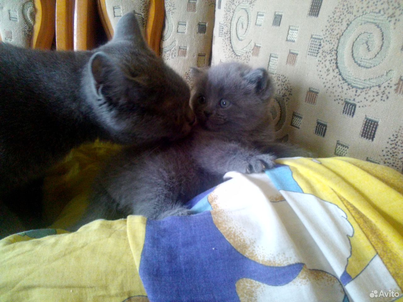 Милашка котик