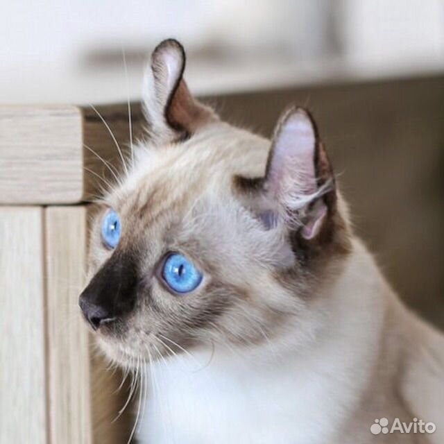 Американский Керл котёнок