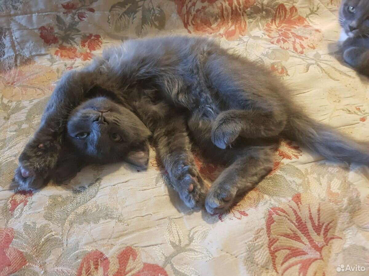 Котенок нибелунг 3мес мальчик