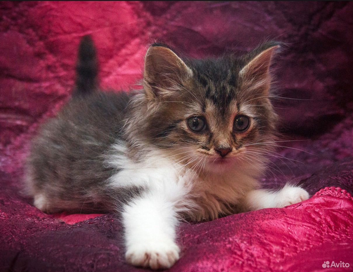 Крутышка - Бумер