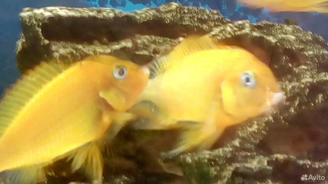 Продам молодых трофеусов кириза голд