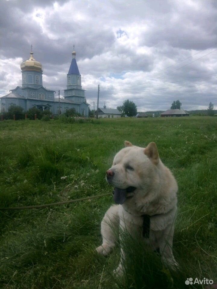 Молодой чау чау смуф