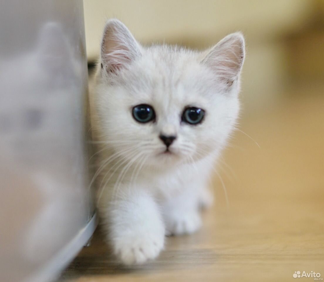 Британский котенок 2мес - девочка1 -окрас шиншилла