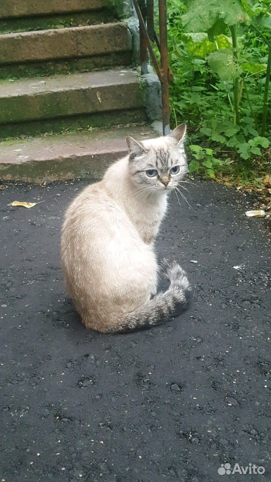 Кошечка похожа на британку в дом