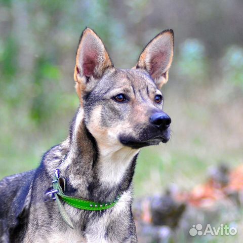 Герда ищет дом