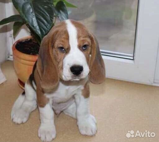 Клубная девочка Beagle