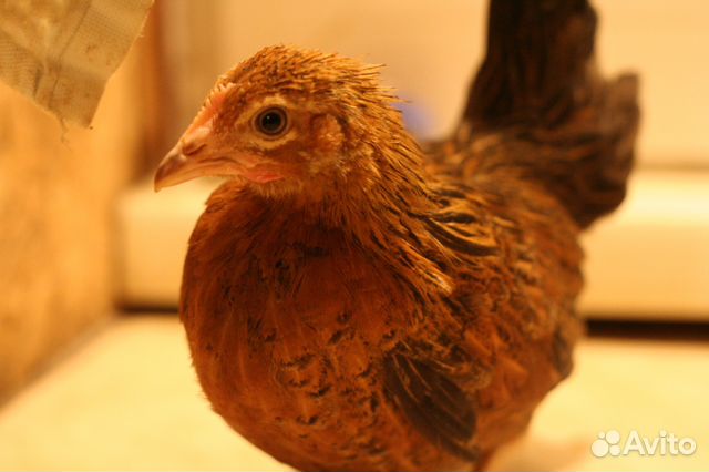 Бентамка, яйцо инкубационное