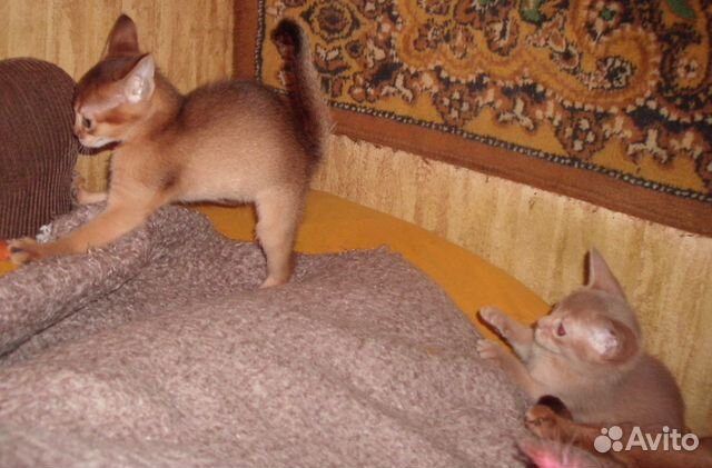 Милые непоседы