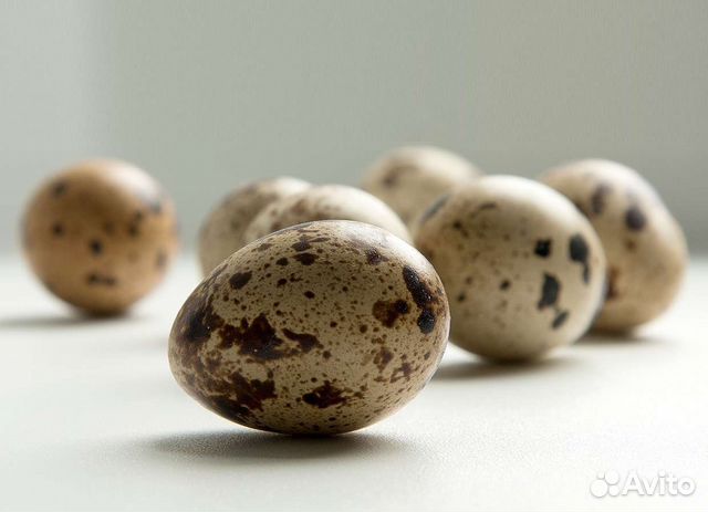 Инкубационное яйцо техасского перепела