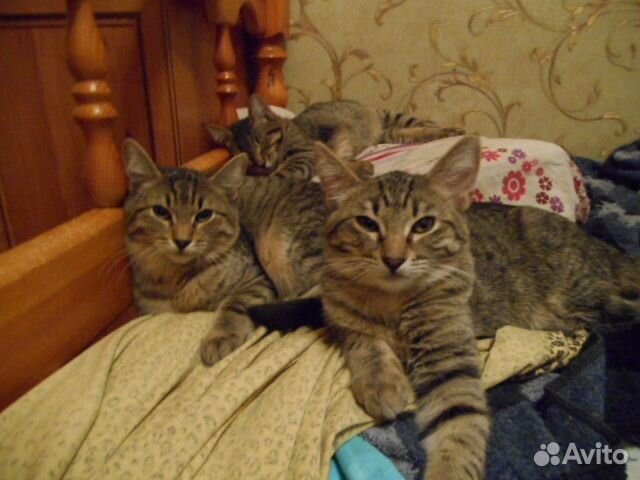 Котята-подростки 6 месяцев в добрые руки