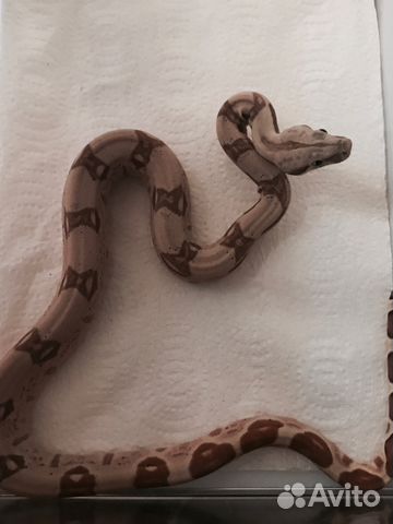 Удав императорский Salmon