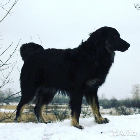 Салтан