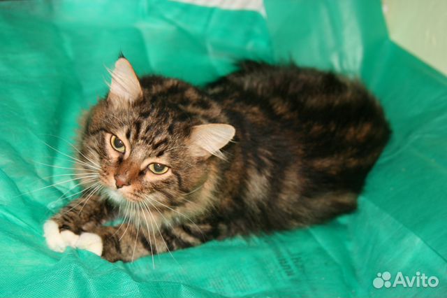 Ищем хозяина Барсику