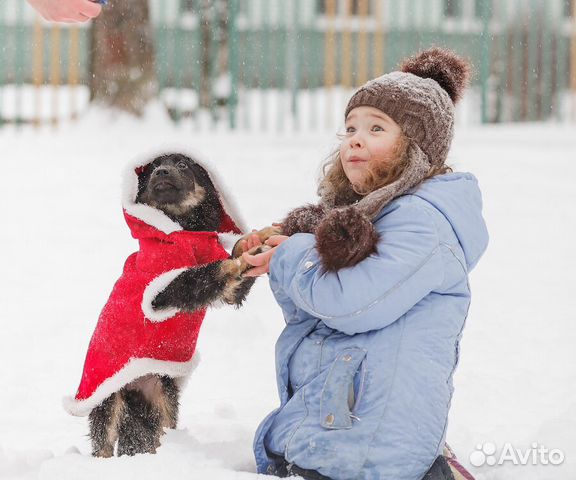 Щенок в дар