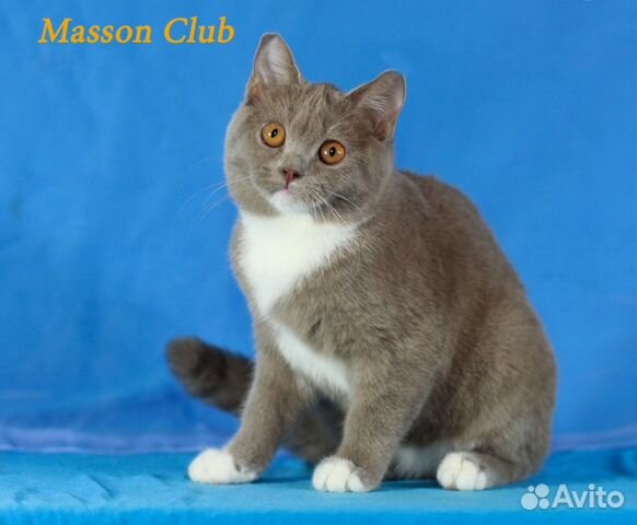 Красавицина.Лиловая с белым девочка