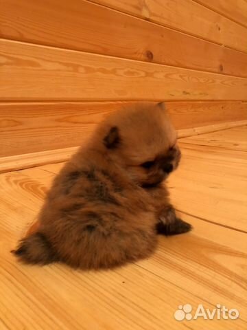 Микро Померанский шпиц