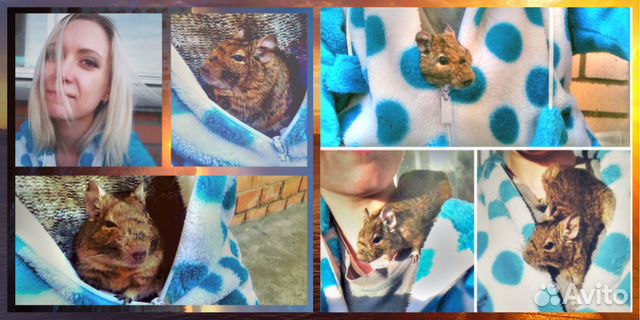 Дегу в добрые и ответственные руки