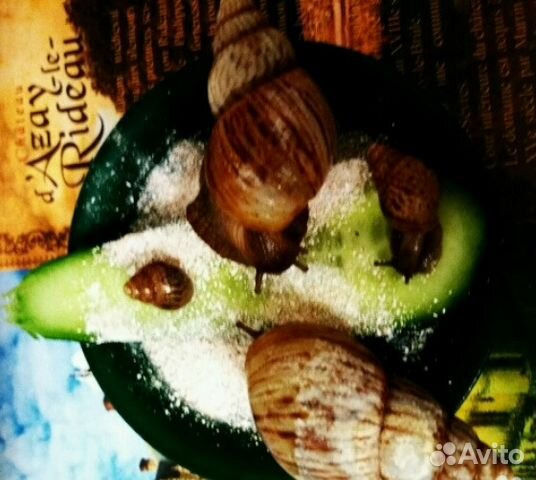 Улитка Ахатина Кравени