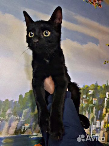 Черный Котенок Блэк