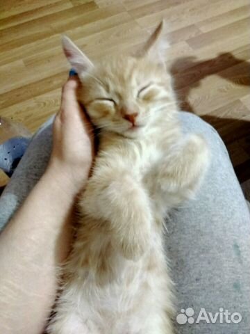 Котенок