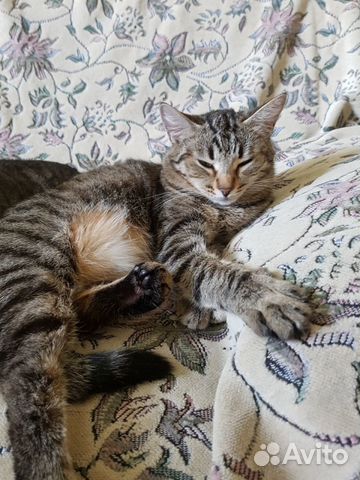 Василиса ищет доброго хозяина