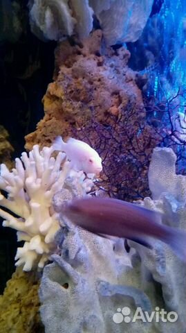 Цихлида снежный принц