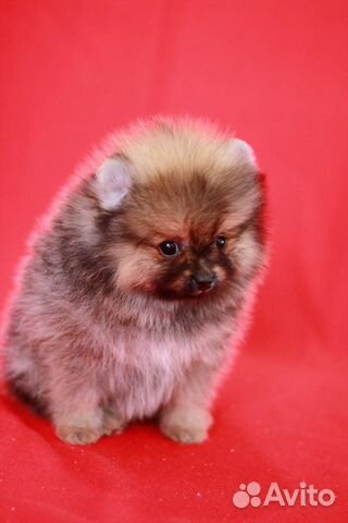 Шпиц, мальчик 20.01.2018