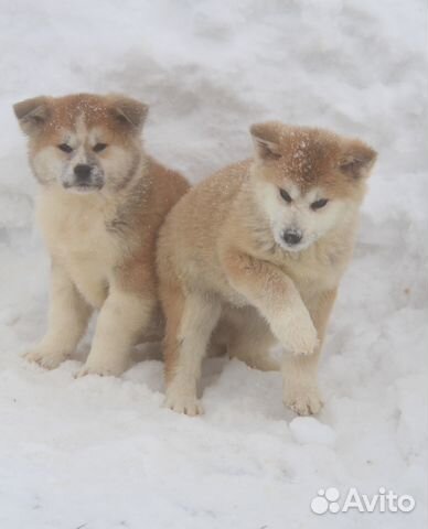 Акита японочка