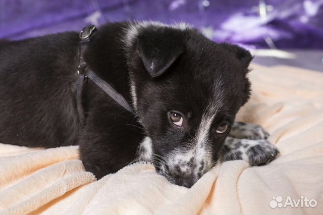 Щенок Джим ищет дом