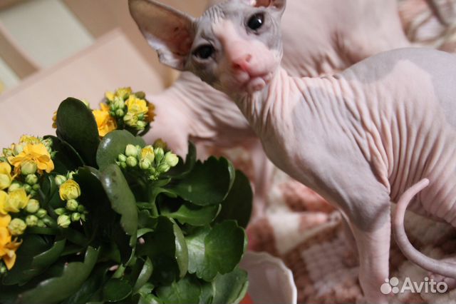 Котята-дончаки