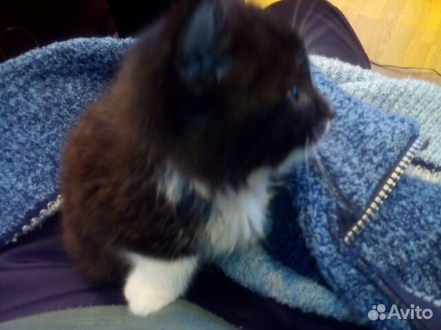 Отдам в добрые руки