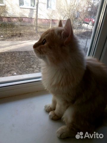 Сибирский молодой котик с паспоспортом