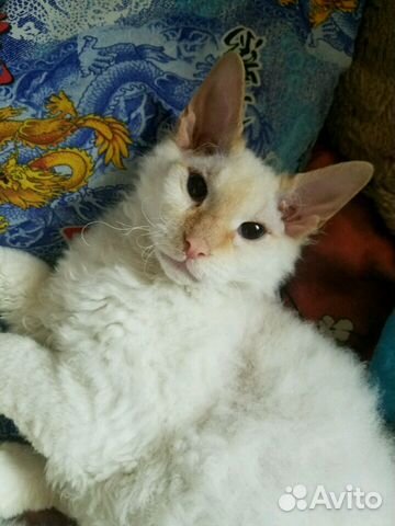 Котёнок - кот
