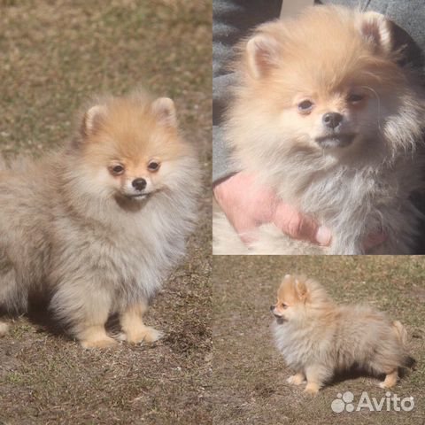 Шпиц девочка в поисках хозяйки