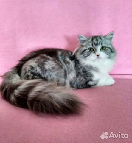 Очаровательные леди