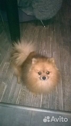 Щенкишпица