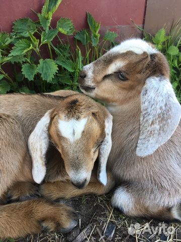 Нубийские козы