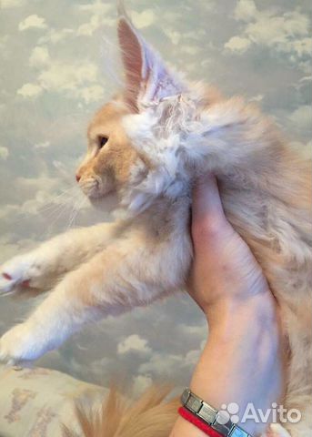 Кошечка Мейн-кун ds25 Breed/Show, супер профиль