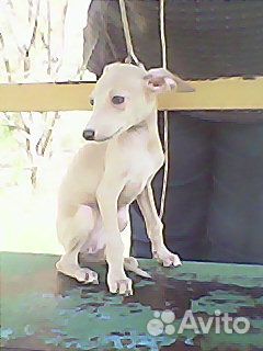 Кремовая красавица левретка