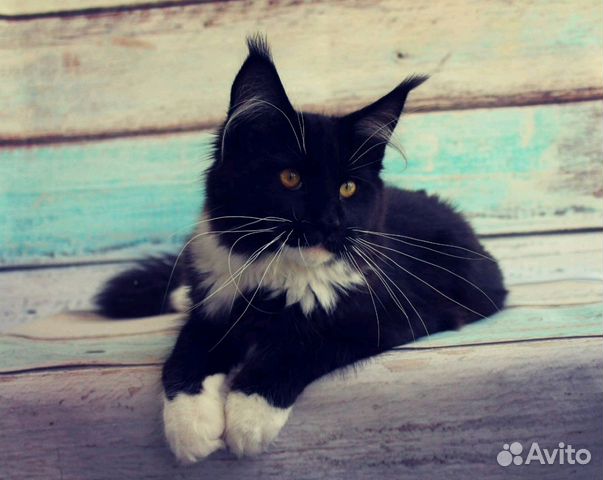 Мейн-кунятки