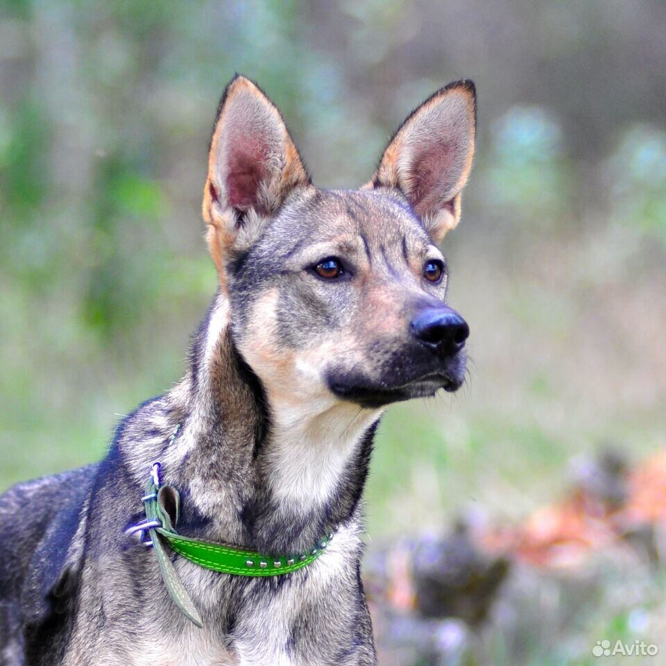 Герда ищет дом