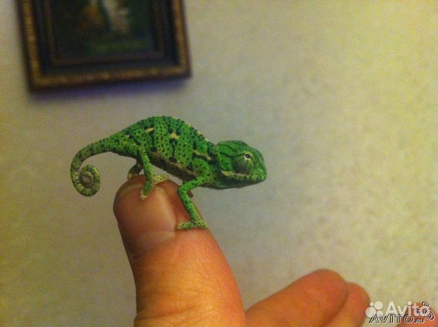 Продаются Йеменские хамелеоны