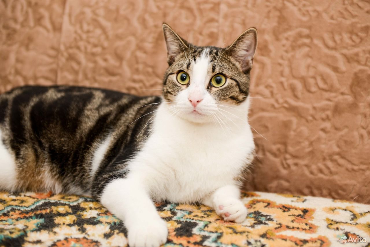 Котик 10 месяцев-супер ласковый добряк